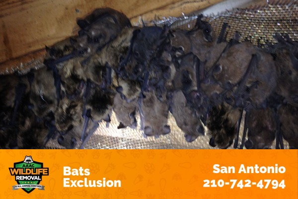 Bat Removal San Antonio Texas | Bat Control San Antonio, TX